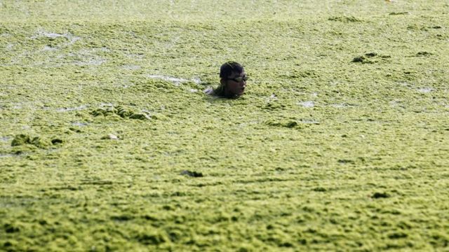 El Mar Amarillo se vuelve verde